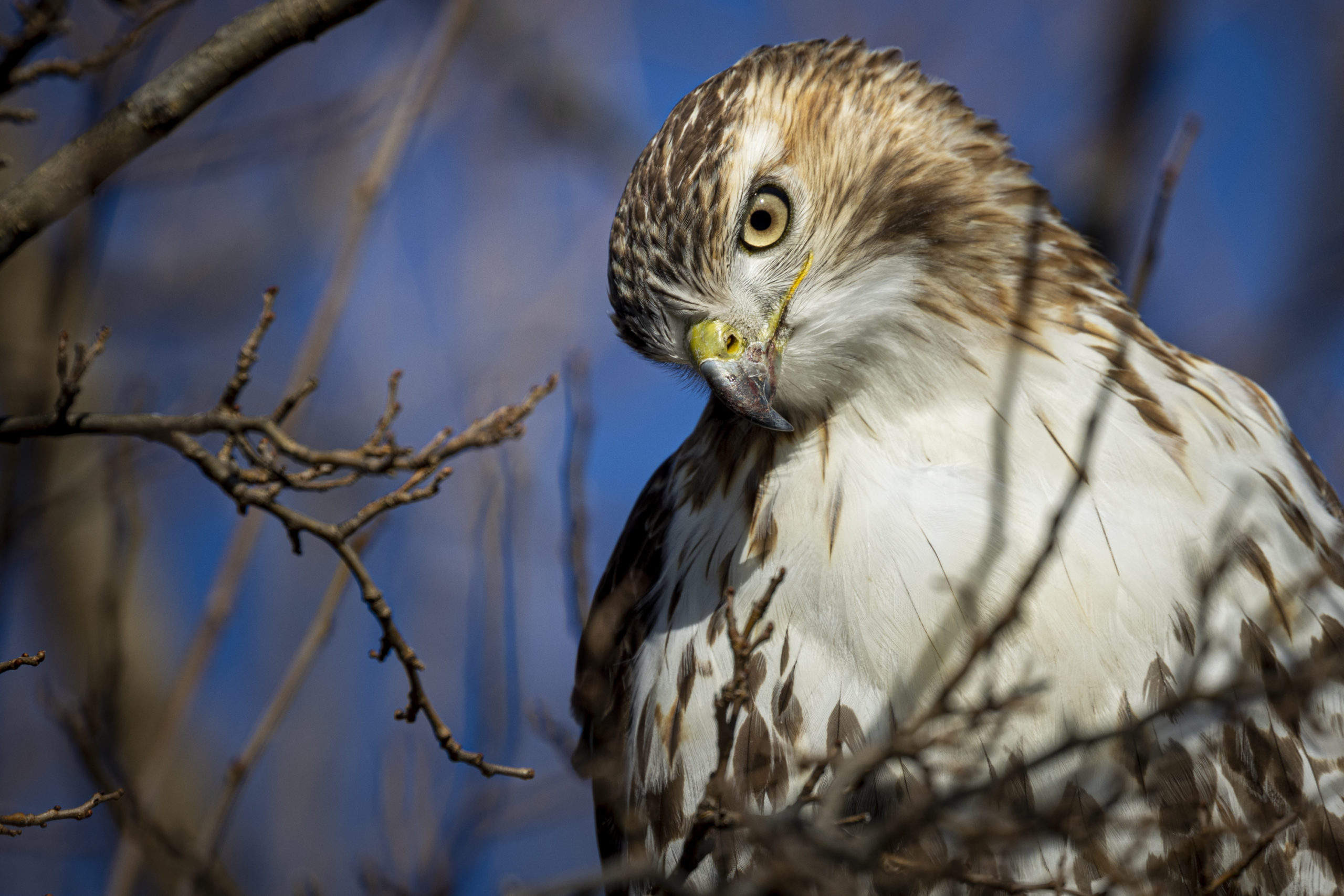 Birds - The Curious Eye