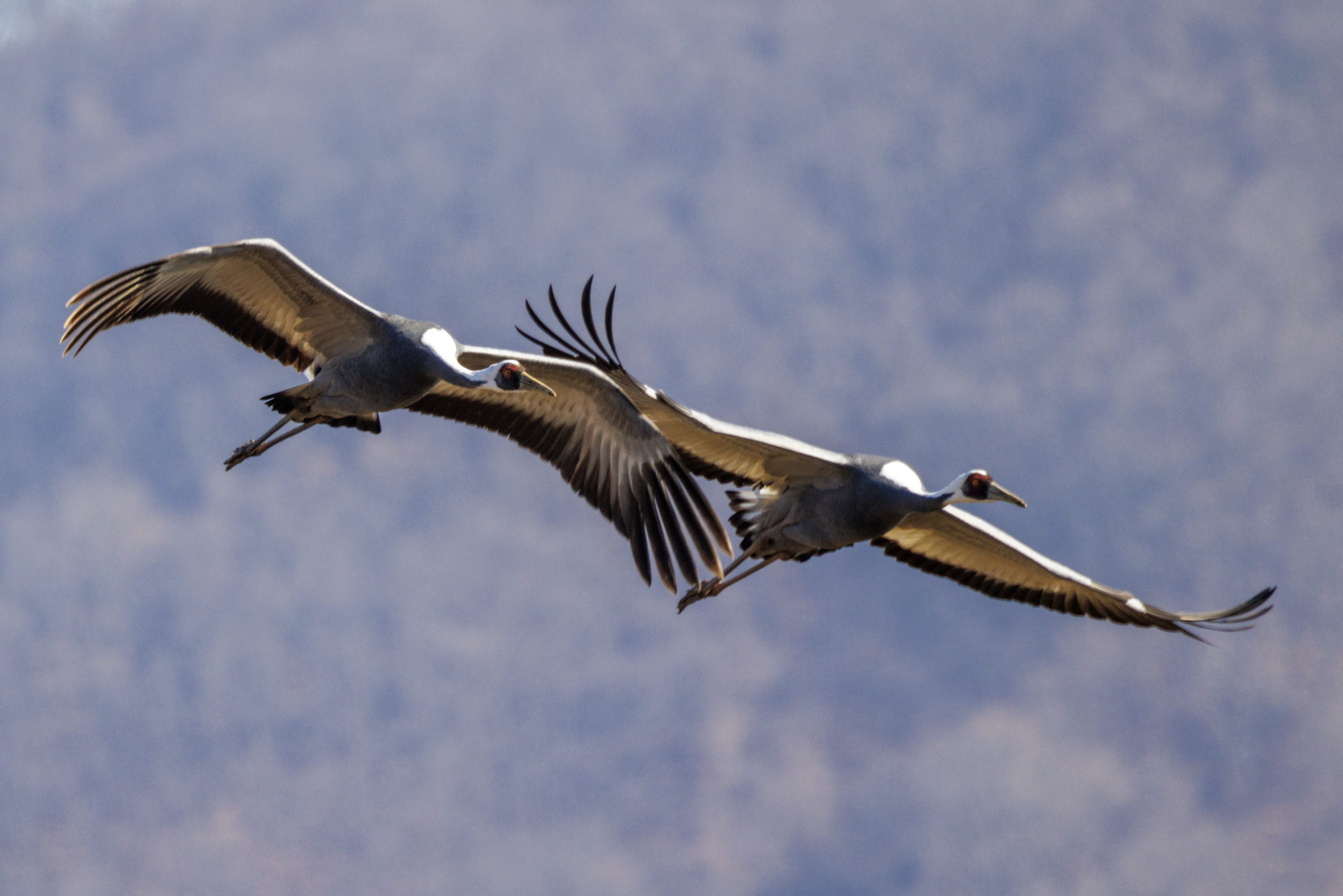 Recents - The Curious Eye